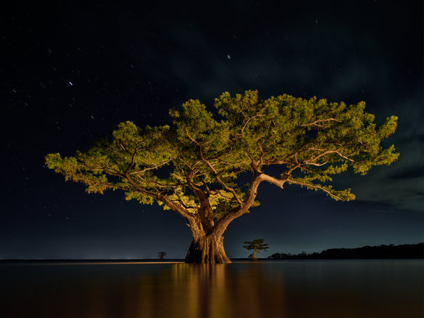 Berard - Frank Relle Photograph - Louisiana - Cypress Trees at Night