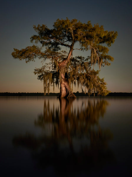 "Until the Water" - Swamp & Bayou - Frank Relle